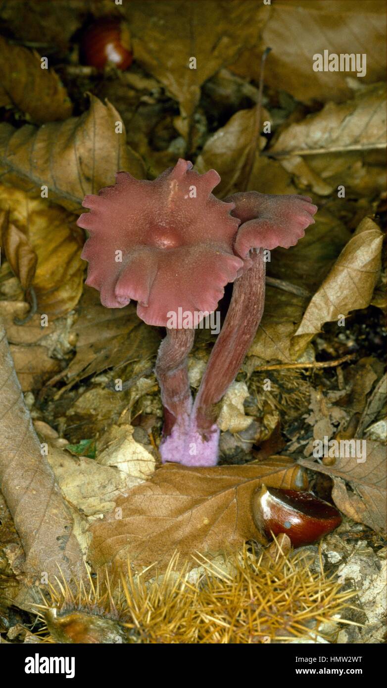 Scurfy Deceiver (Laccaria proxima), Tricholomataceae Stock Photo - Alamy