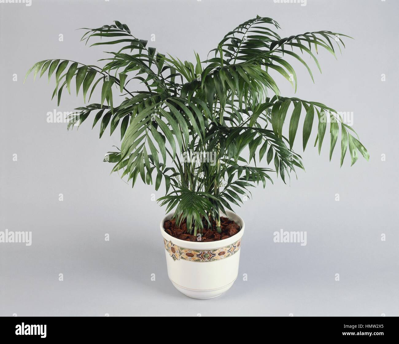 Houseplants - Arecaceae. Parlor palm (Chamaedorea elegans Stock Photo ...