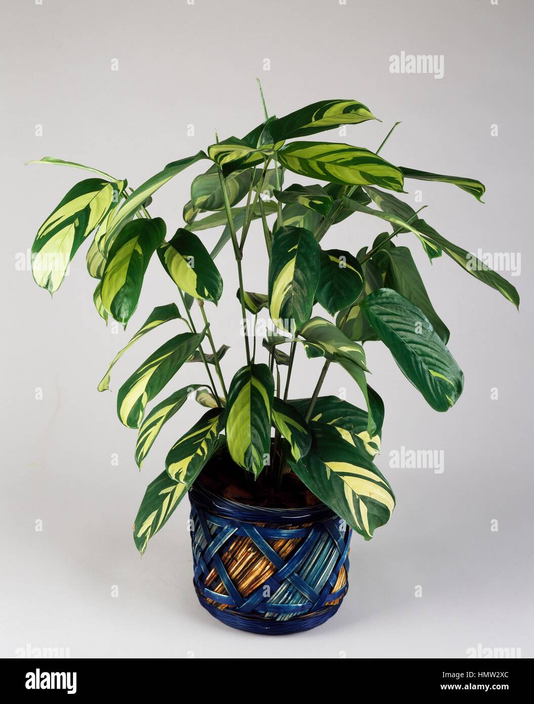 Maranta plant in white hi-res stock photography and images - Alamy