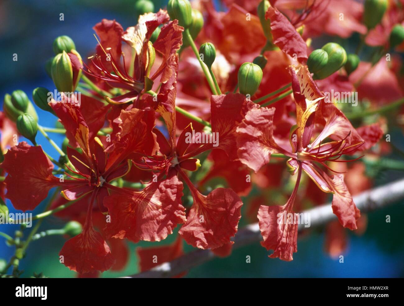 Flora around Cancun, Quintana Roo, Mexico Stock Photo - Alamy