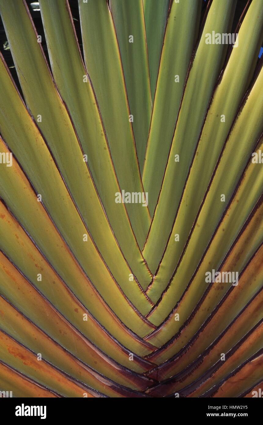 Traveller's Tree or Traveller's Palm petioles (Ravenala ...