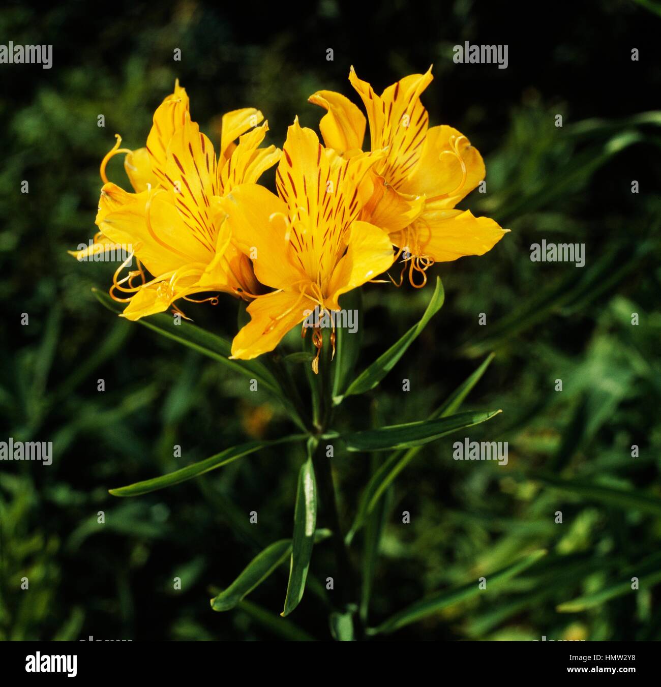 Peruvian Lily (Alstroemeria aurea), Alstroemeriaceae Stock Photo - Alamy