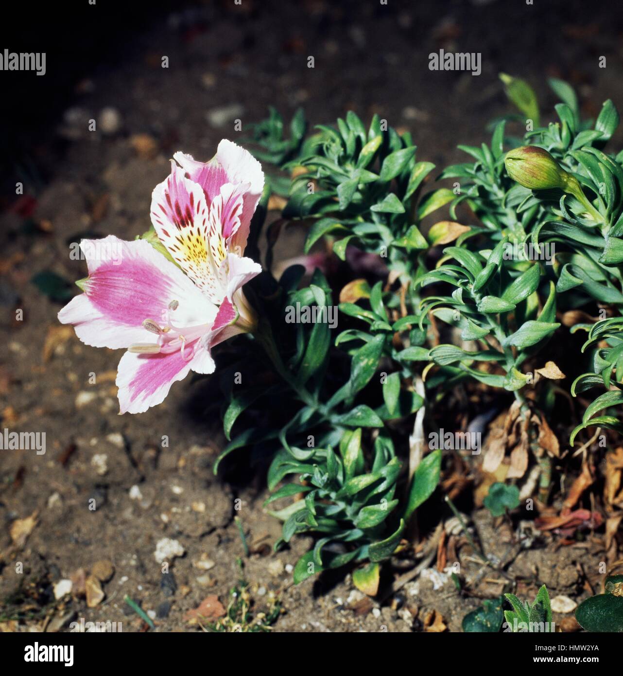 Inca lily hi-res stock photography and images - Alamy