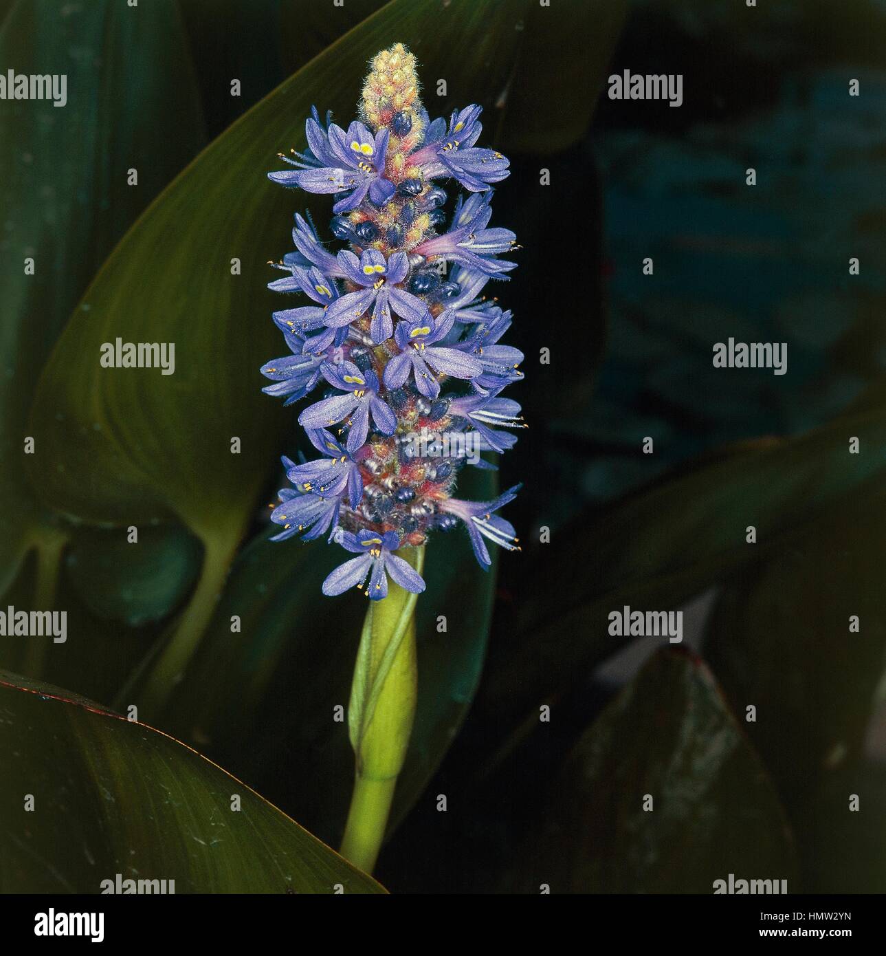 Pickerelweed (Pontederia cordata), Pontederiaceae Stock Photo - Alamy