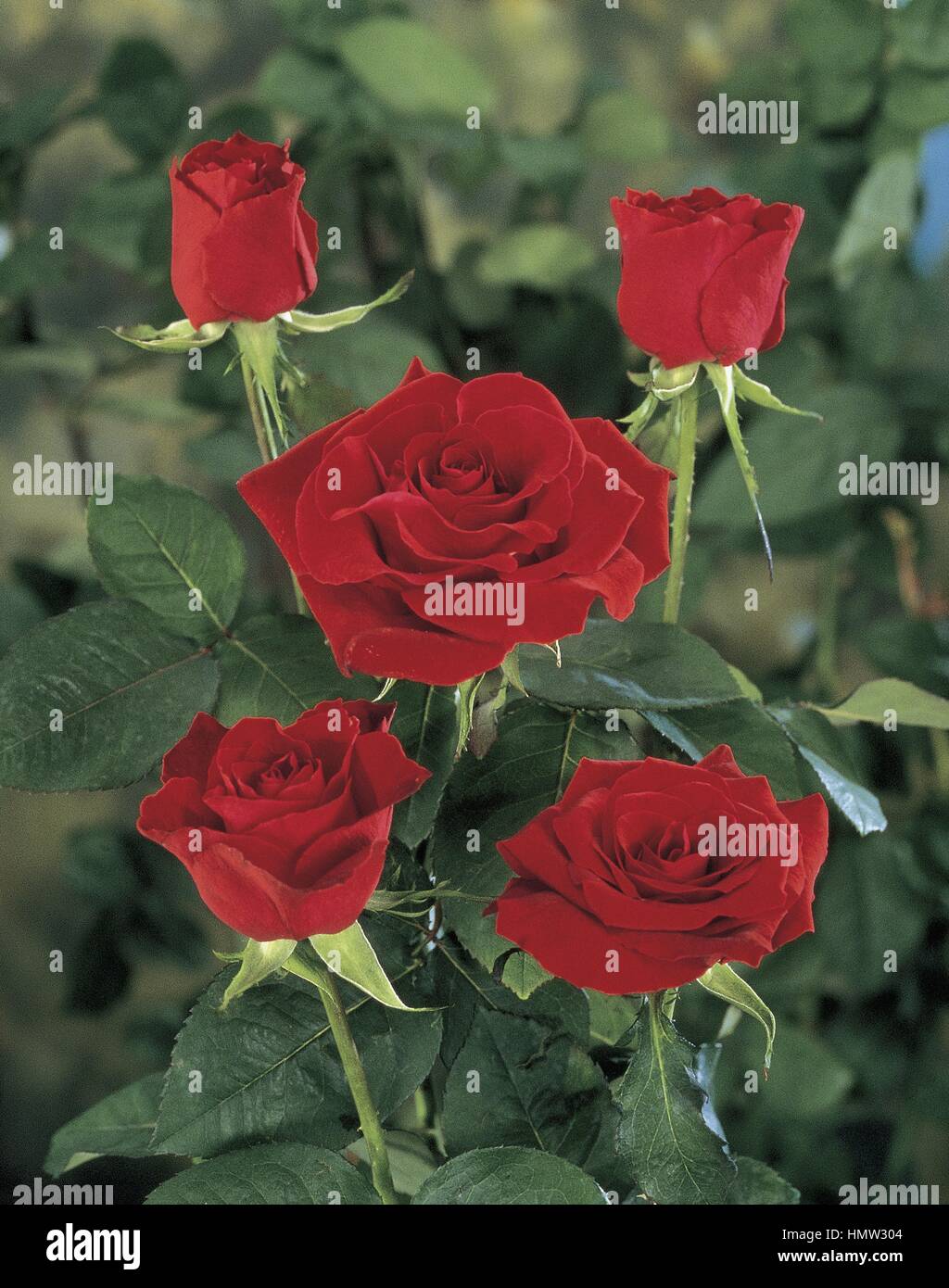 Irene rose hi-res stock photography and images - Alamy