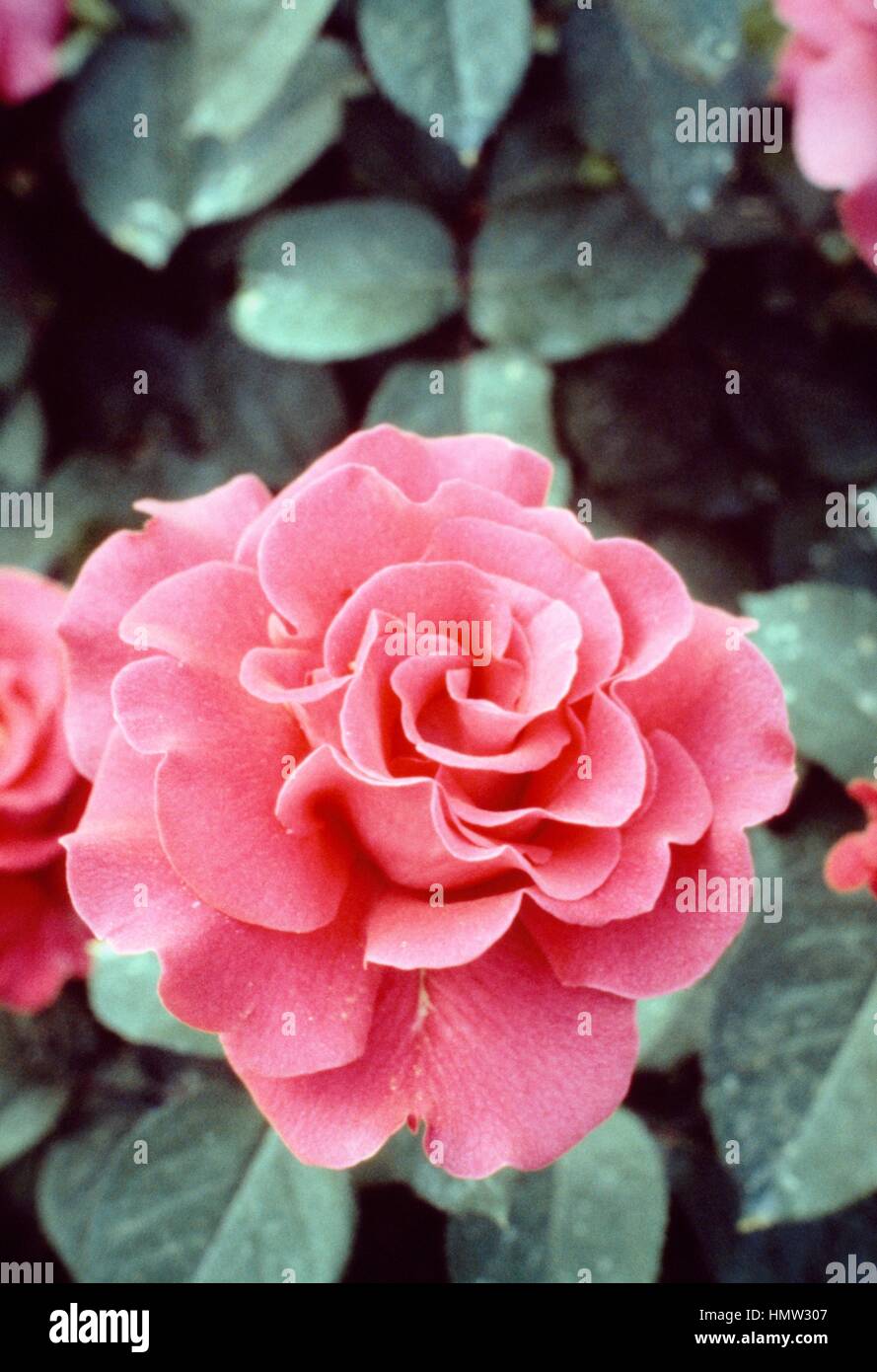 Rose (Rosa Fragola), Rosaceae Stock Photo - Alamy