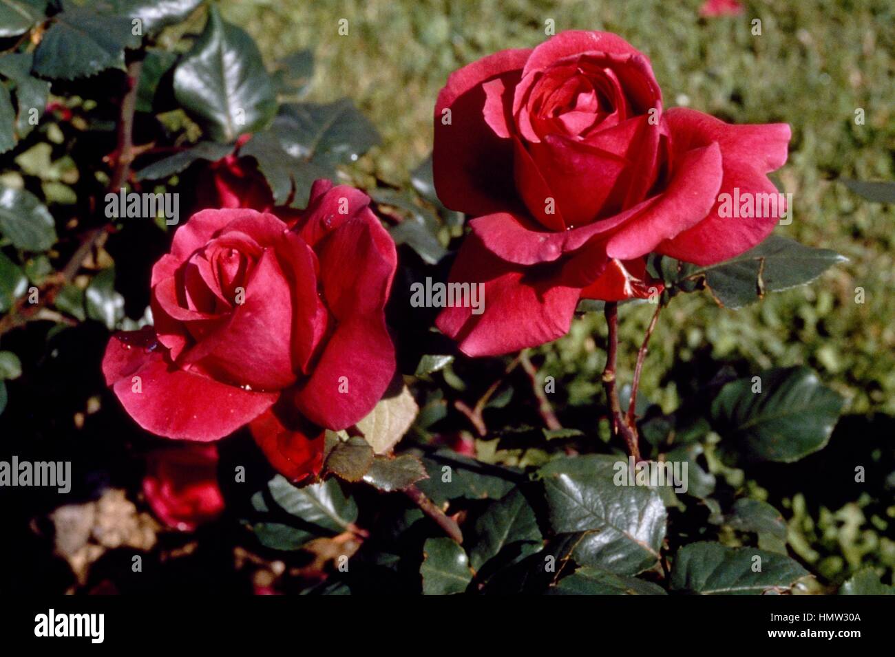 Hybrid Tea rose (Rosa sp), Rosaceae Stock Photo - Alamy