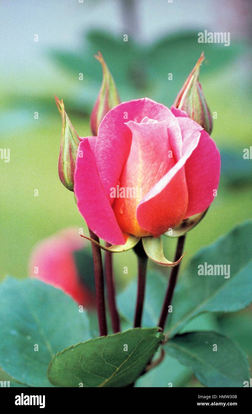 Rose (Rosa Comcasa Combe), Rosaceae Stock Photo - Alamy