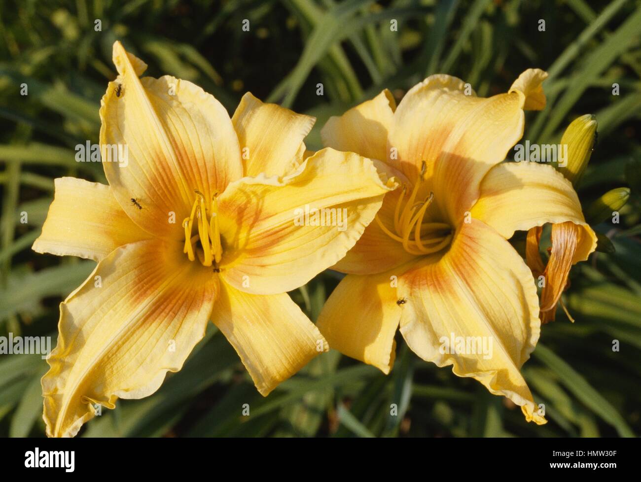 Hemerocallis x hybrida hyperion hi-res stock photography and images - Alamy