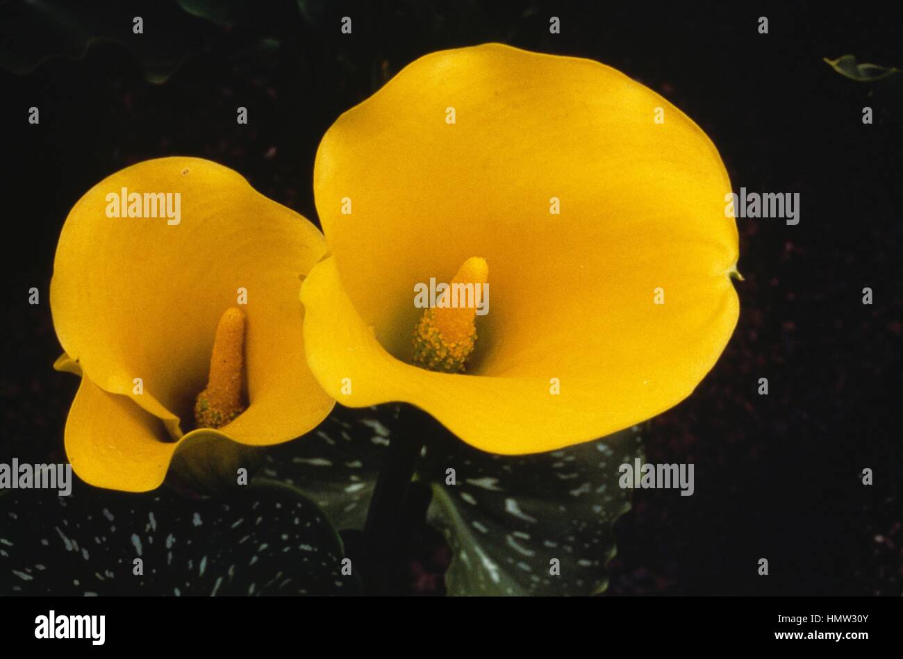 Golden arum lily, Golden calla lily (Zantedeschia elliottiana), Araceae ...