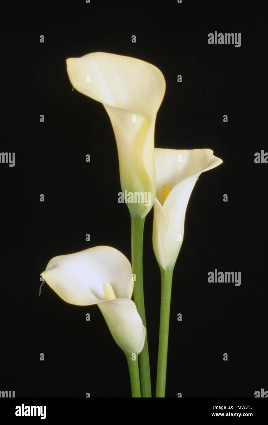 Yellow arum lily (Zantedeschia petlandii), Araceae Stock Photo - Alamy