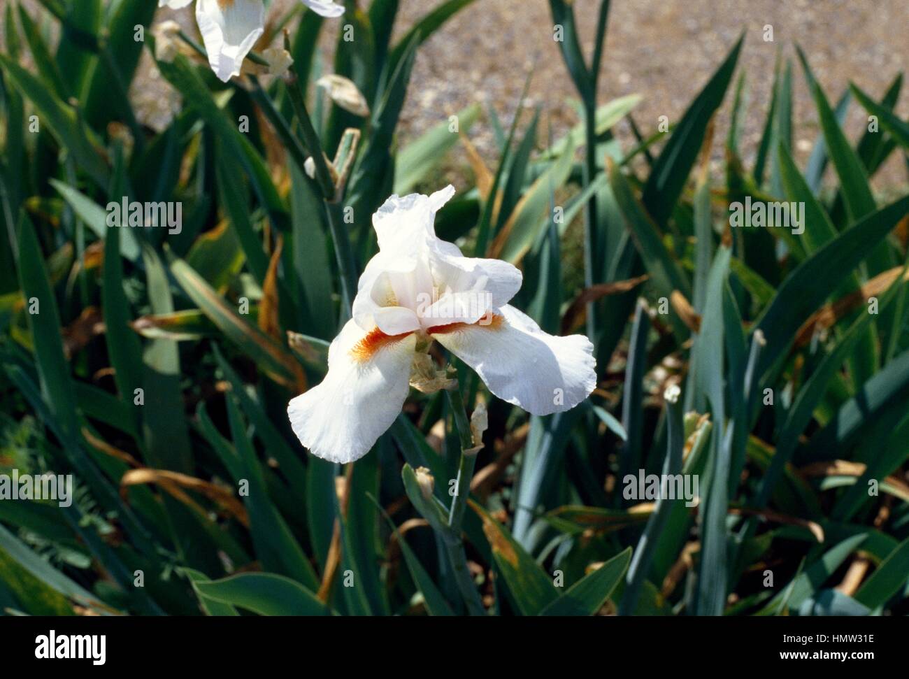 Bearded iris iris sp hi-res stock photography and images - Alamy