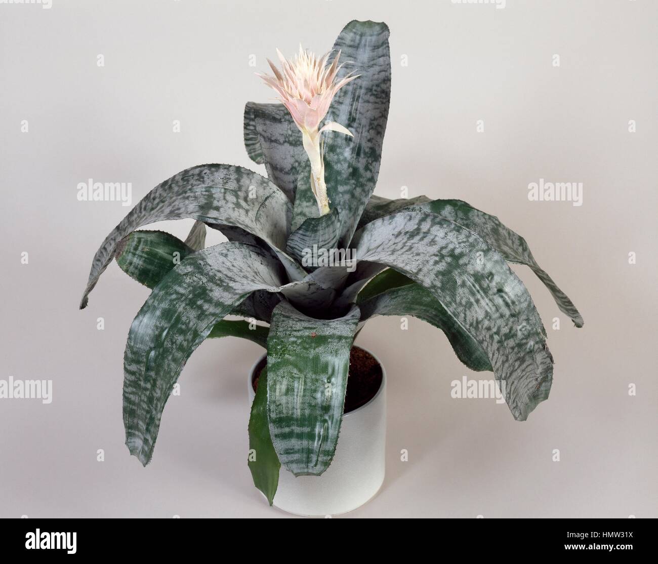 Urn plant (Aechmea fasciata),Bromeliaceae Stock Photo - Alamy