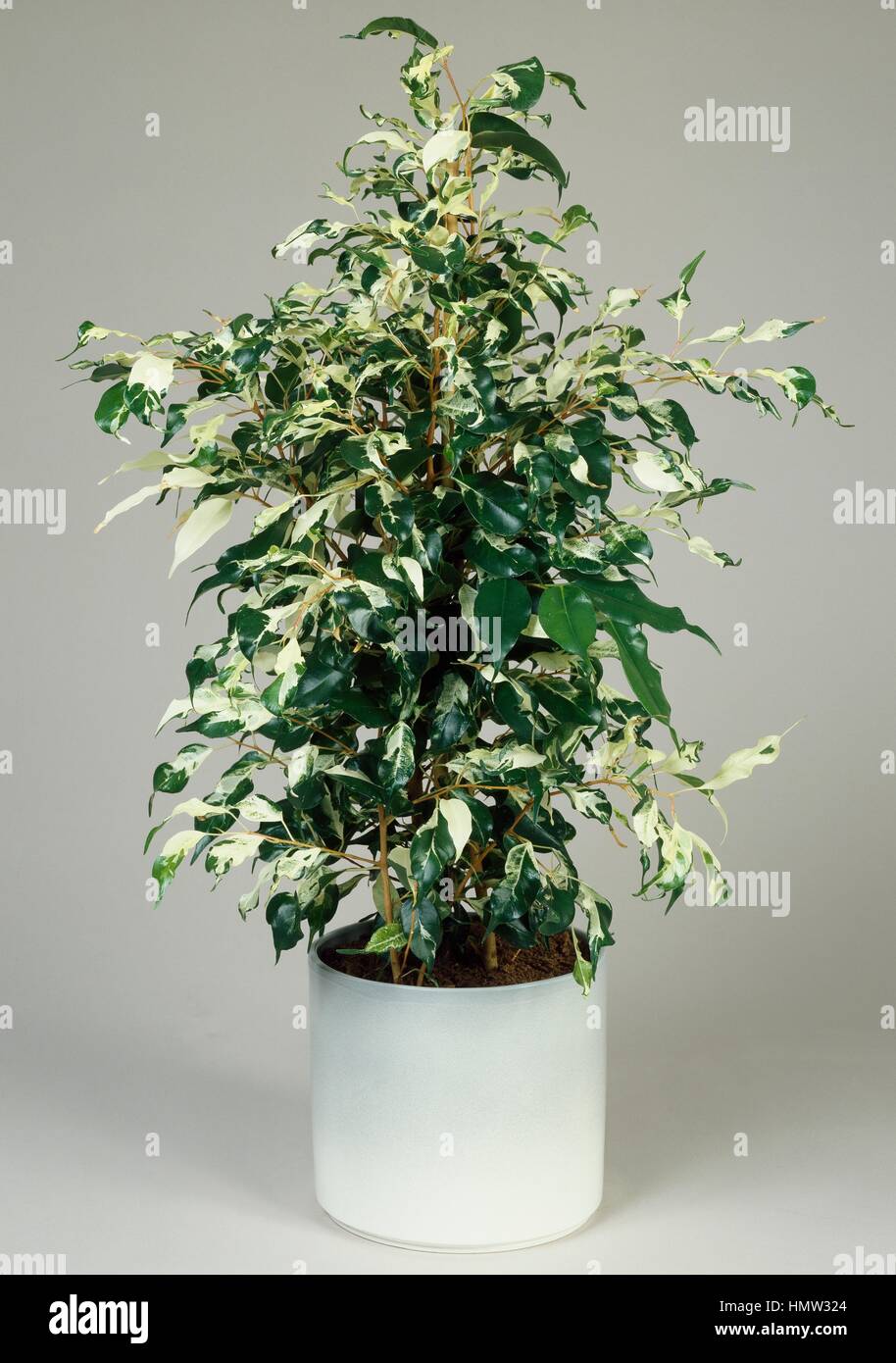 Weeping fig ficus benjamina curly hi-res stock photography and images ...