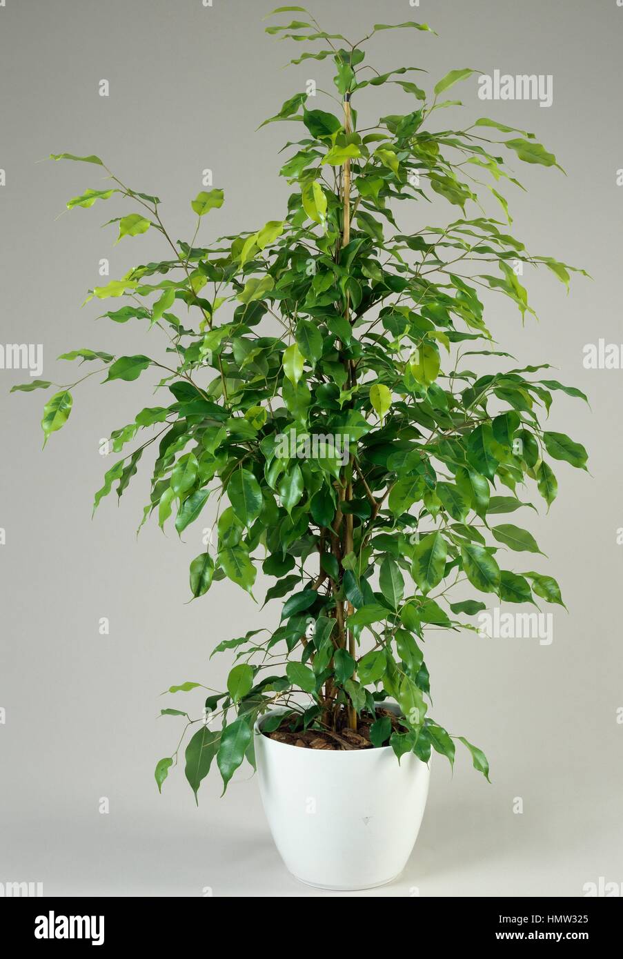 Ficus benjamina reginald hi-res stock photography and images - Alamy