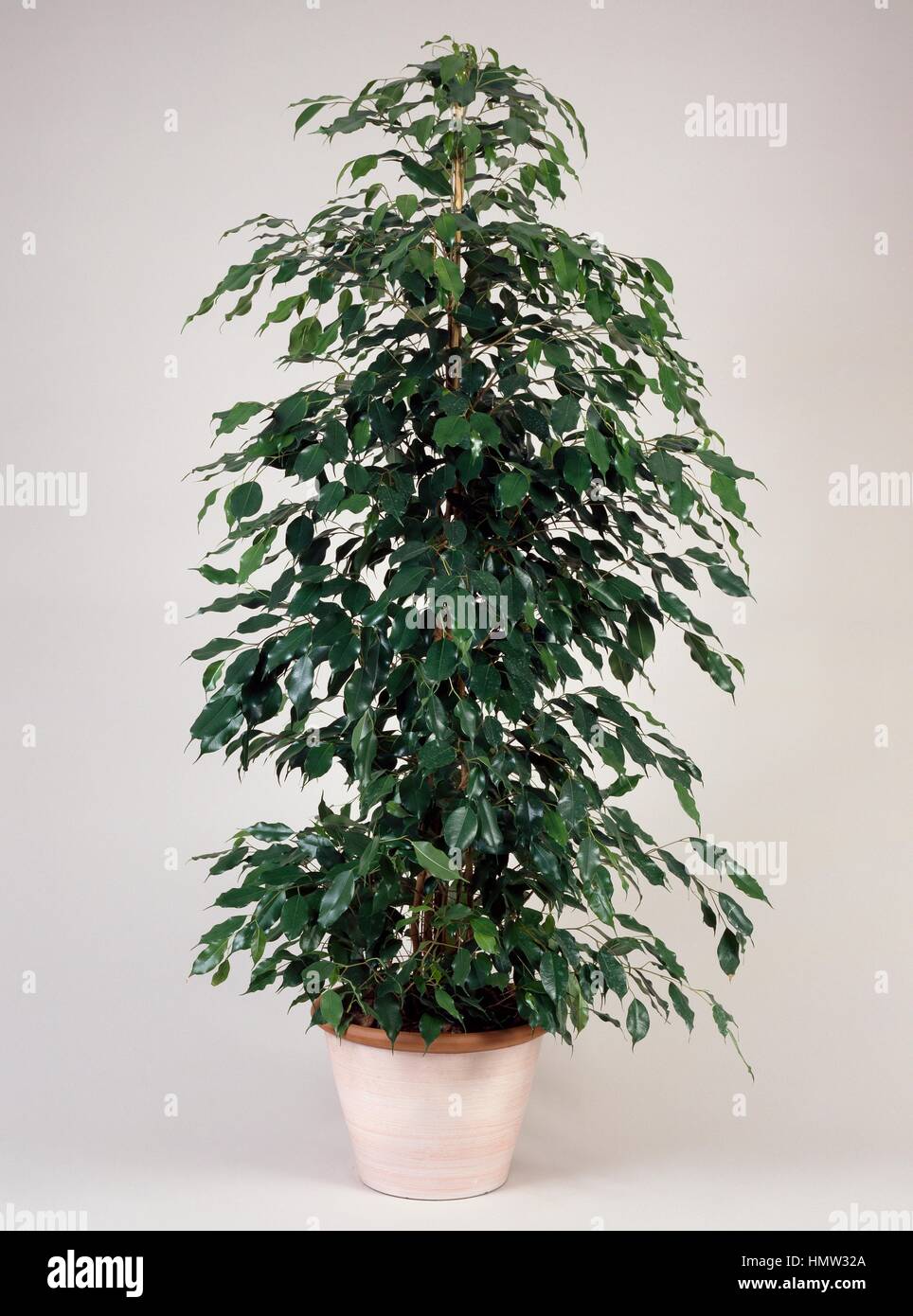 Rubber fig, rubber bush (Ficus elastica Robusta) Moraceae Stock Photo ...