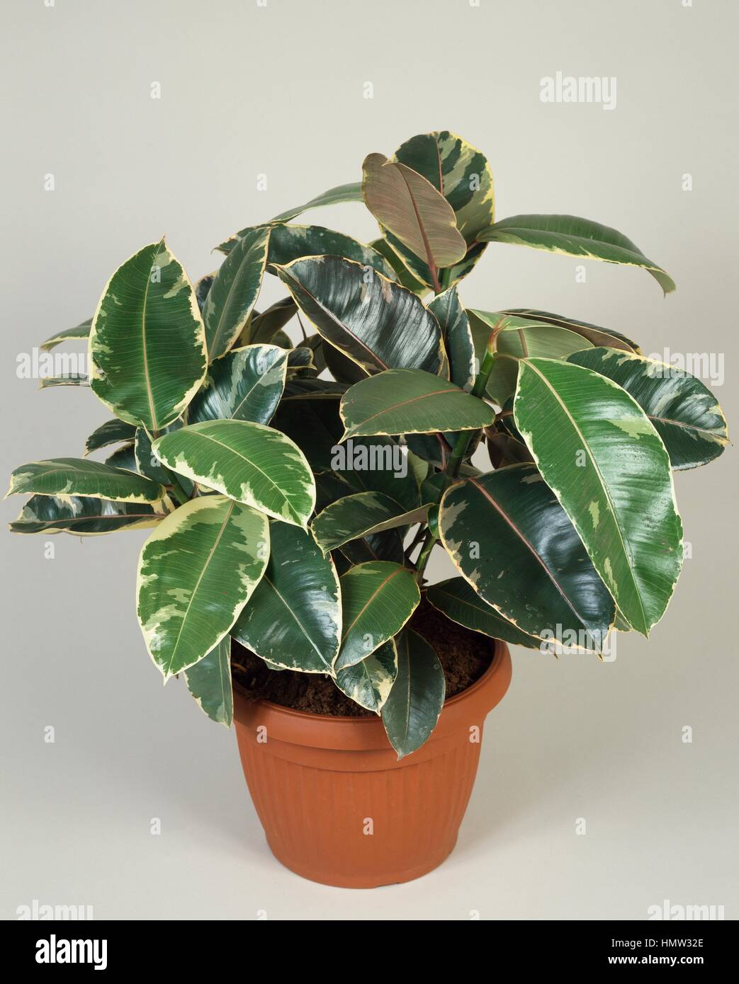 Indian rubber fig ficus elastica tineke hi-res stock photography and ...