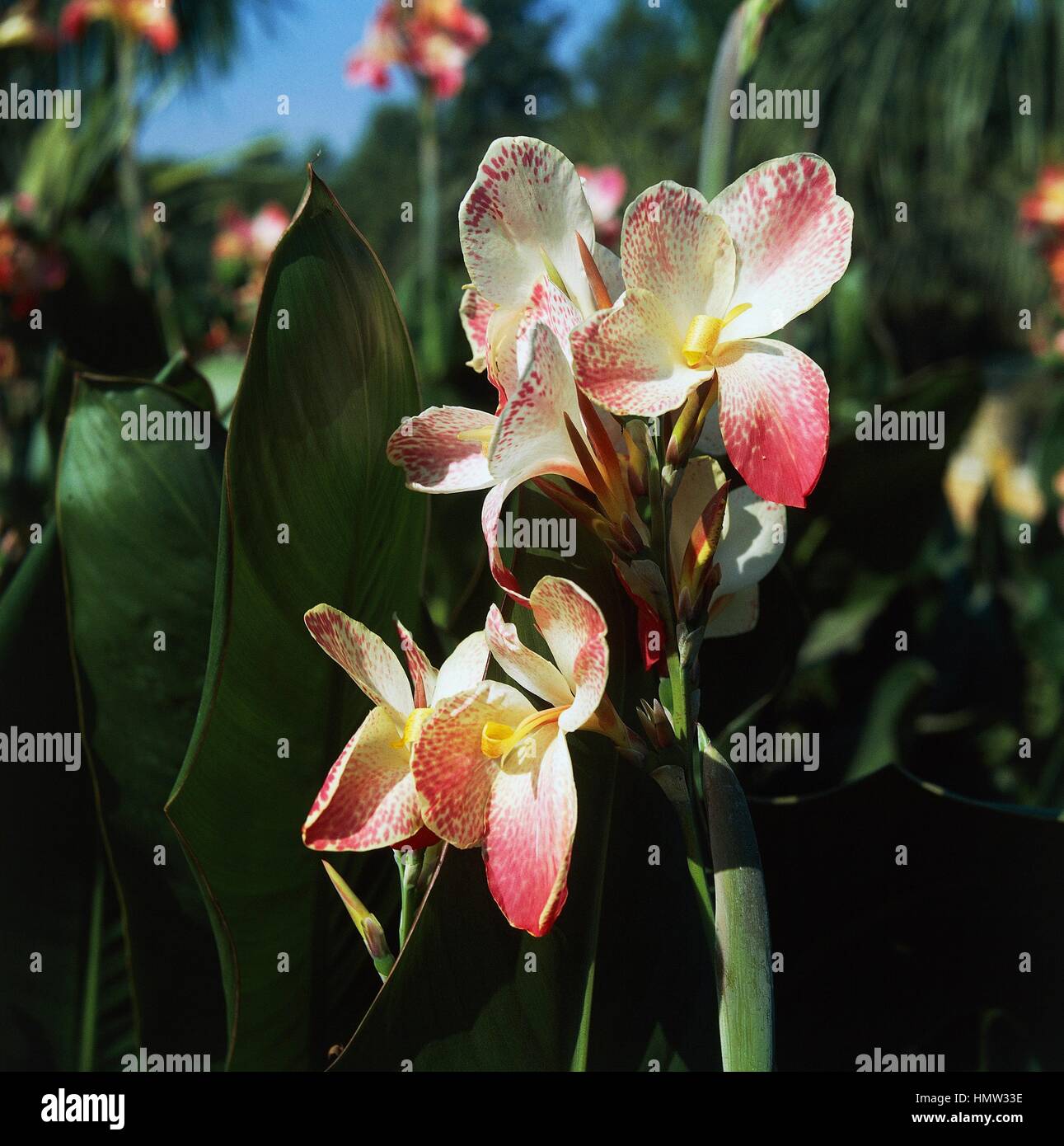 Leaf of canna indica hi-res stock photography and images - Alamy