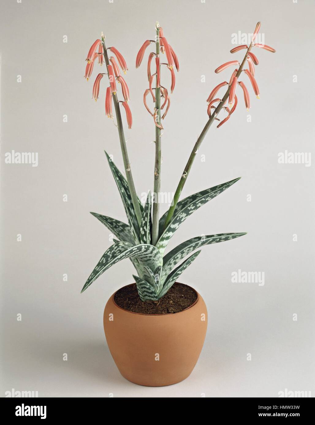 Coral Aloe Aloe Striata High Resolution Stock Photography and Images ...