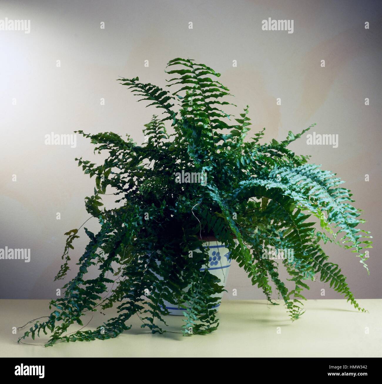 Nephrolepis (Nephrolepis sp), Nephrolepidaceae Stock Photo - Alamy
