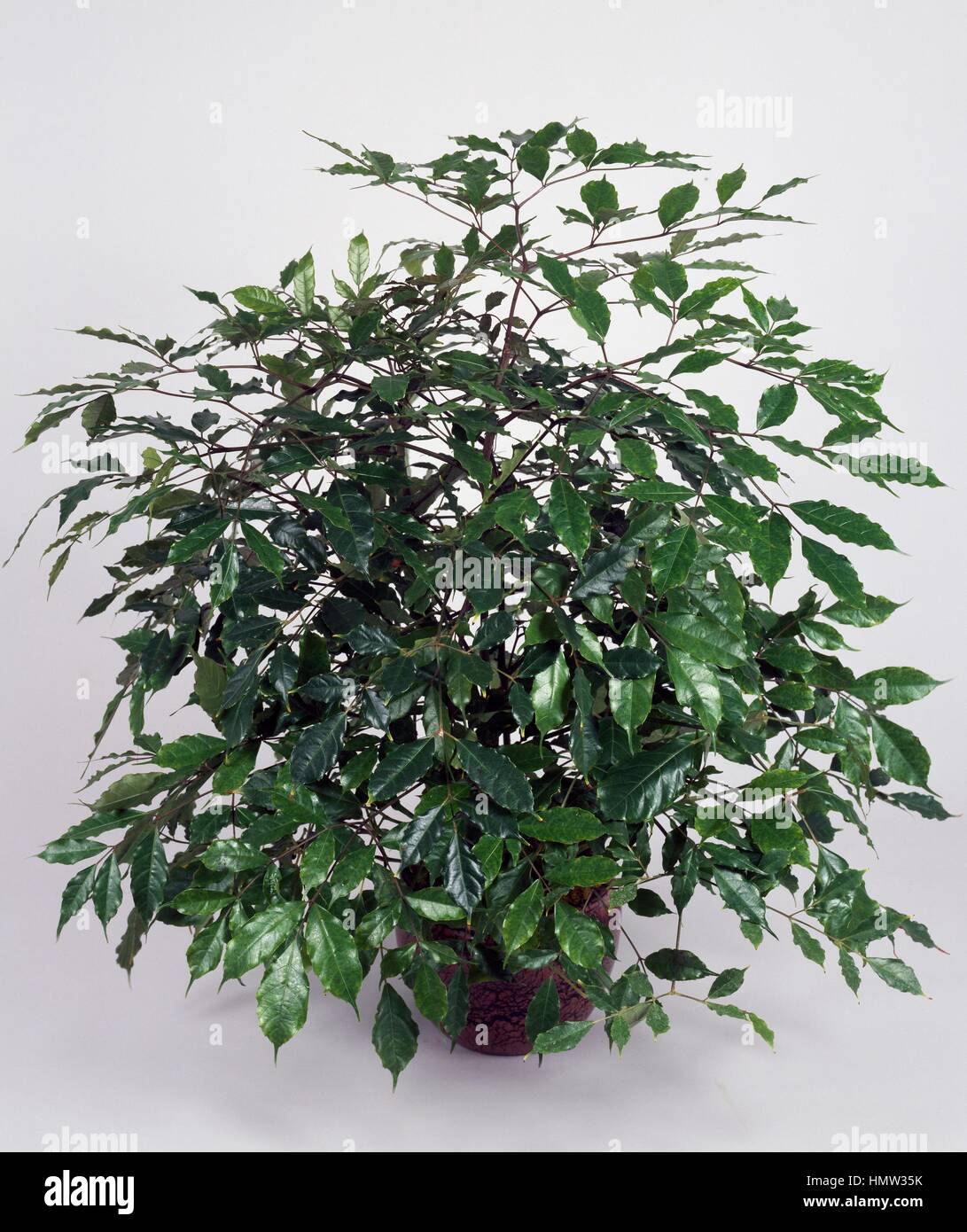 Leea coccinea hi-res stock photography and images - Alamy