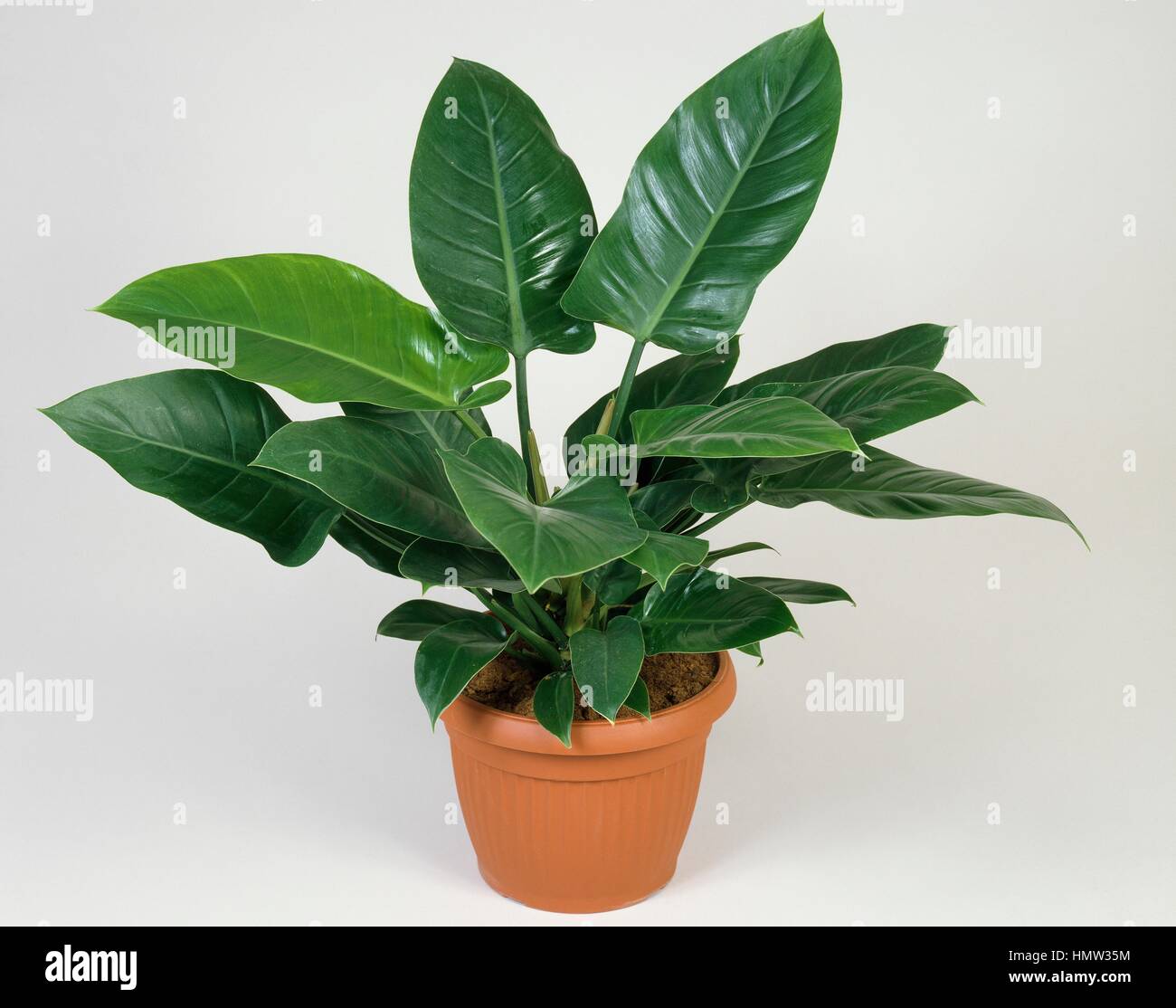 Philodendron (Philodendron Emerald Red), Araceae Stock Photo - Alamy
