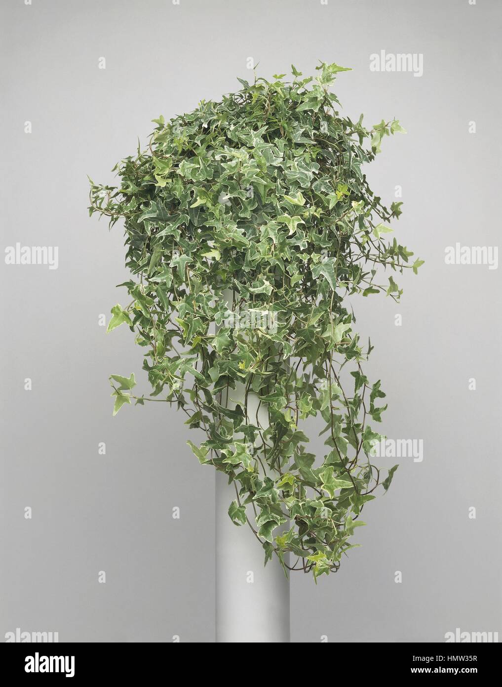 English ivy (hedera helix) indoors hi-res stock photography and images ...