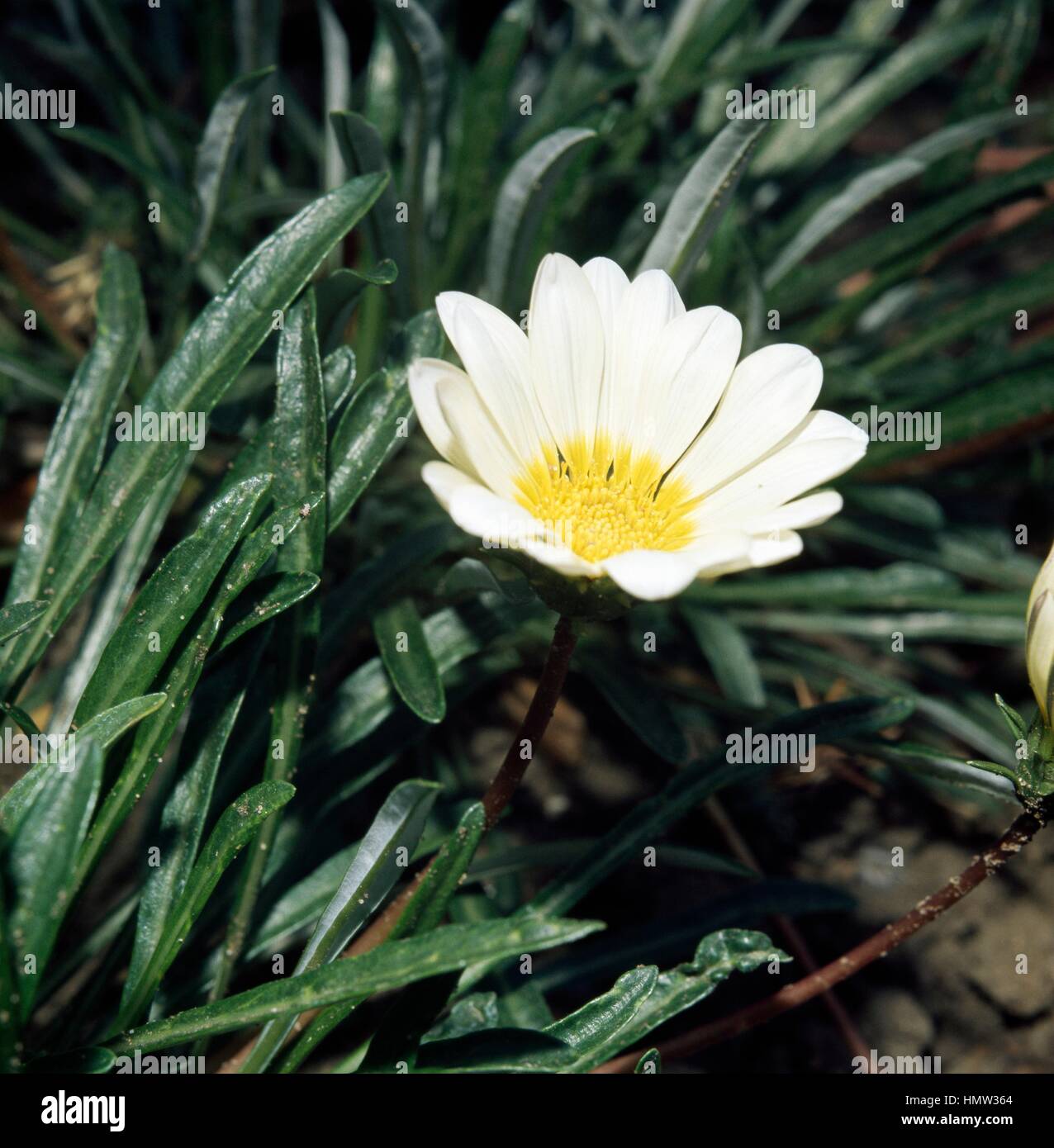 Gazania asteraceae hi-res stock photography and images - Alamy