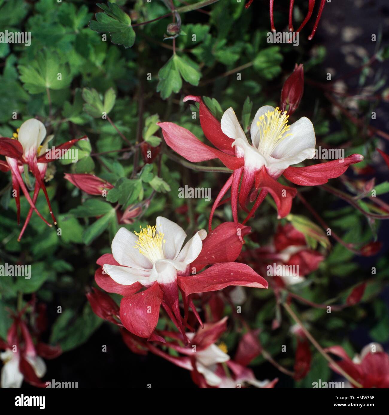 Giant columbine hi-res stock photography and images - Alamy