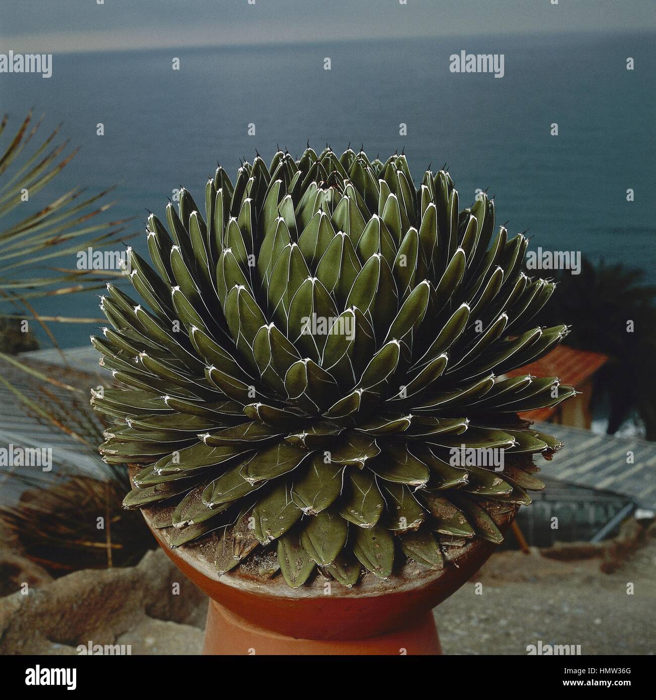 Botany - Agavaceae. Queen Victoria agave (Agave victoriae-reginae Stock ...