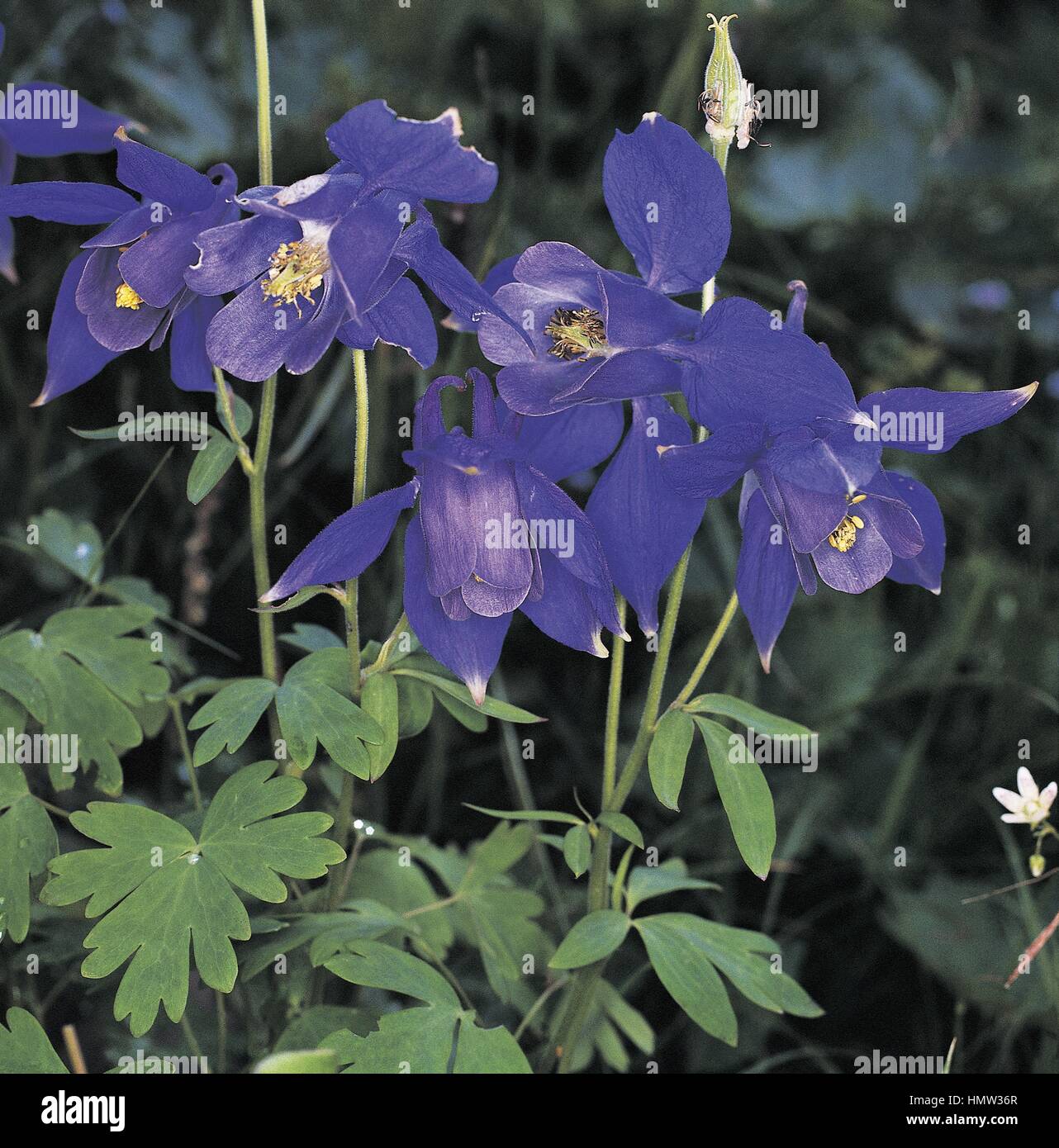 Botany - Ranunculaceae. Colorado alpine columbine (Aquilegia caerulea ...