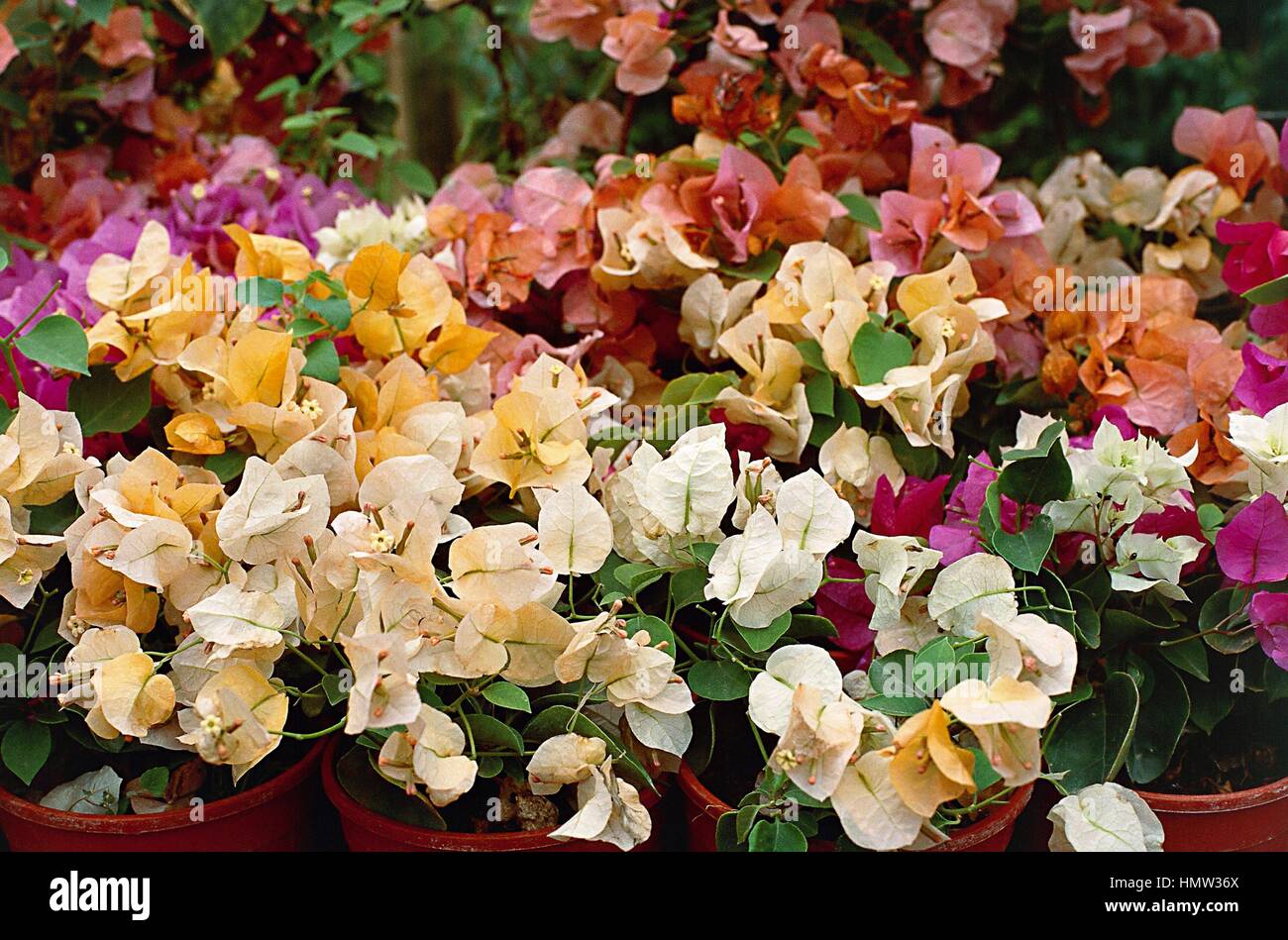 Paper flower or Lesser Bougainvillea (Bougainvillea glabra ...