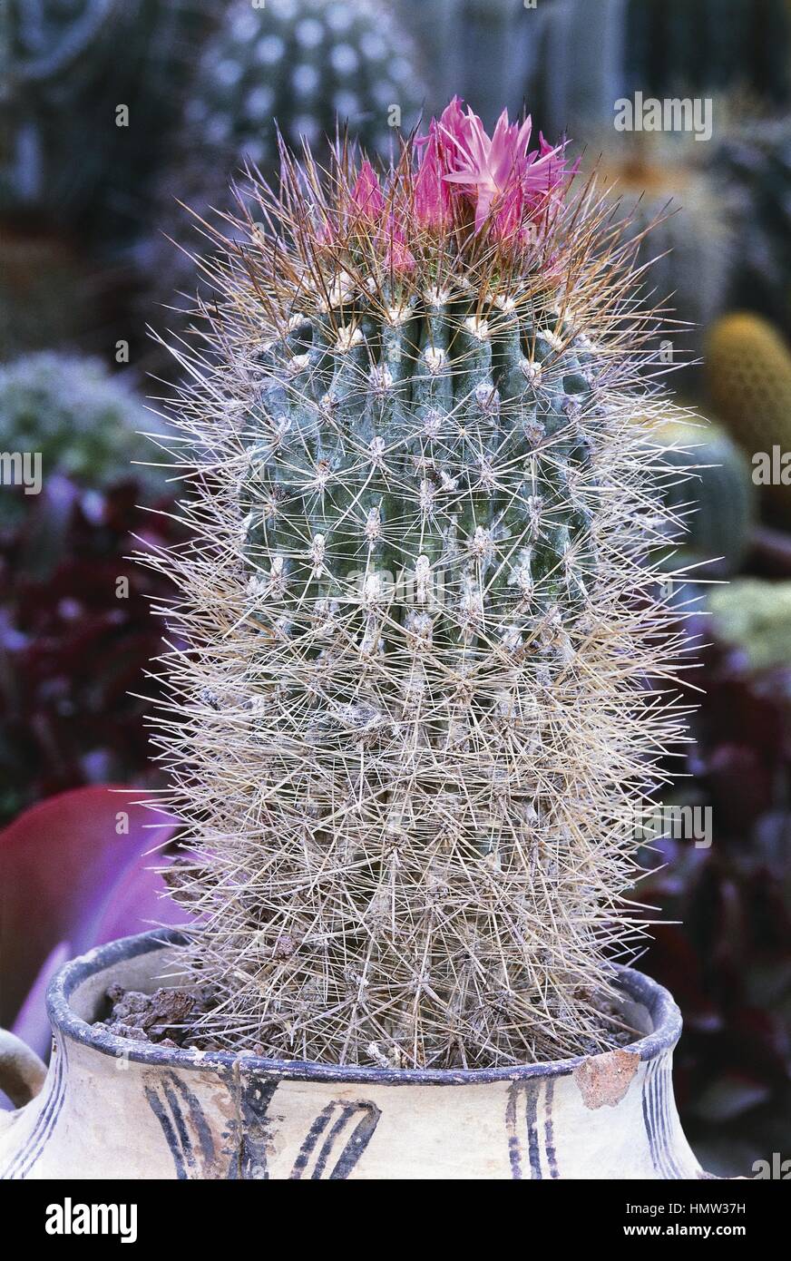 Botany - Cactaceae. Neoporteria Stock Photo - Alamy