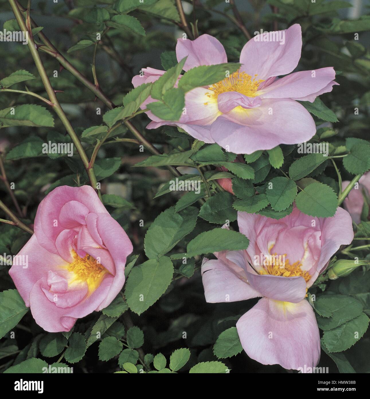 Botany - Rosaceae. Modern Shrub Roses. Pink sport of Nevada Marguerite ...