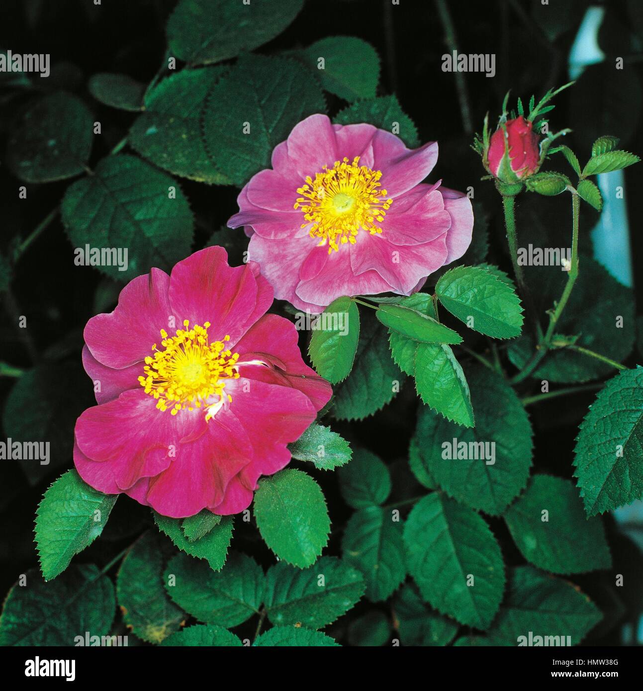 Jules rose hi-res stock photography and images - Alamy