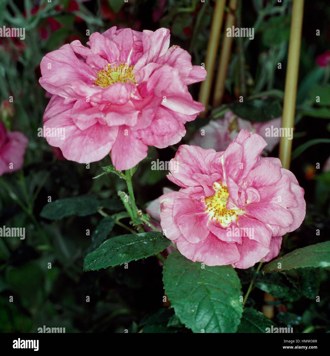 French rose (Rosa gallica officinalis), Rosaceae Stock Photo - Alamy