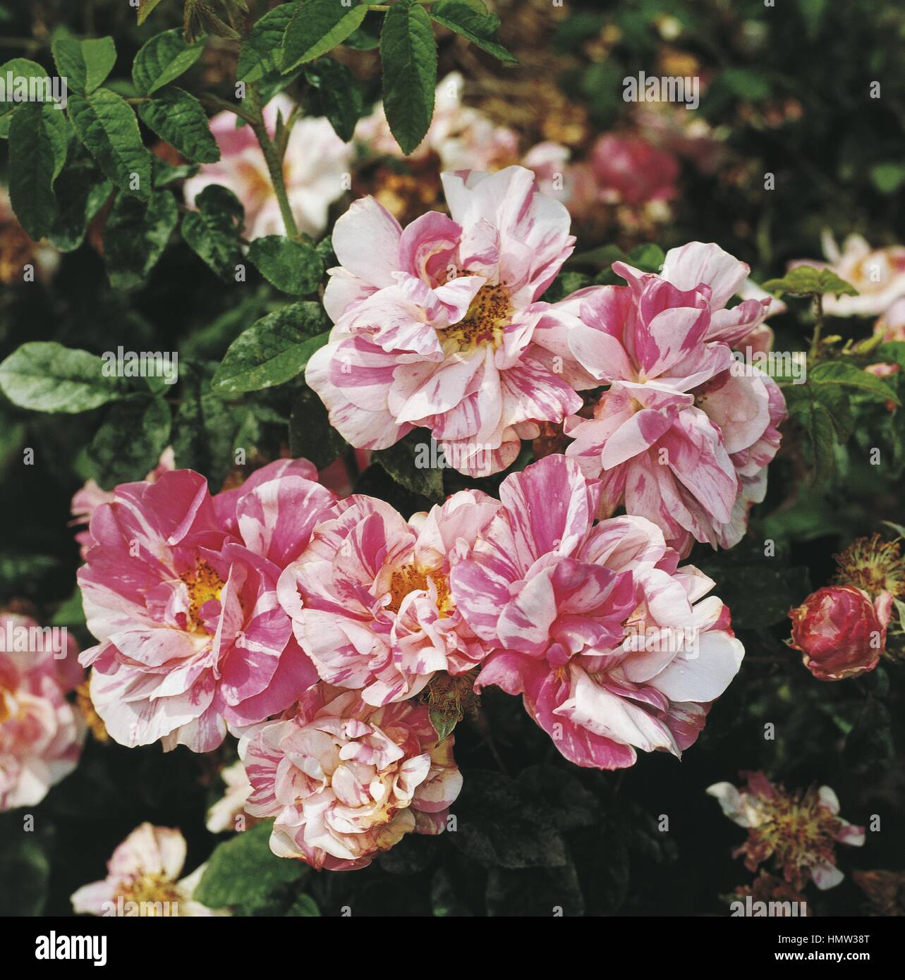 Botany - Rosaceae. Mundi rose (Rosa gallica 'versicolor' Stock Photo ...