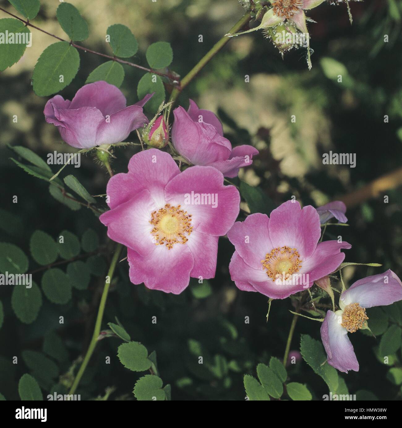Botany - Rosaceae. French rose (Rosa gallica Stock Photo - Alamy