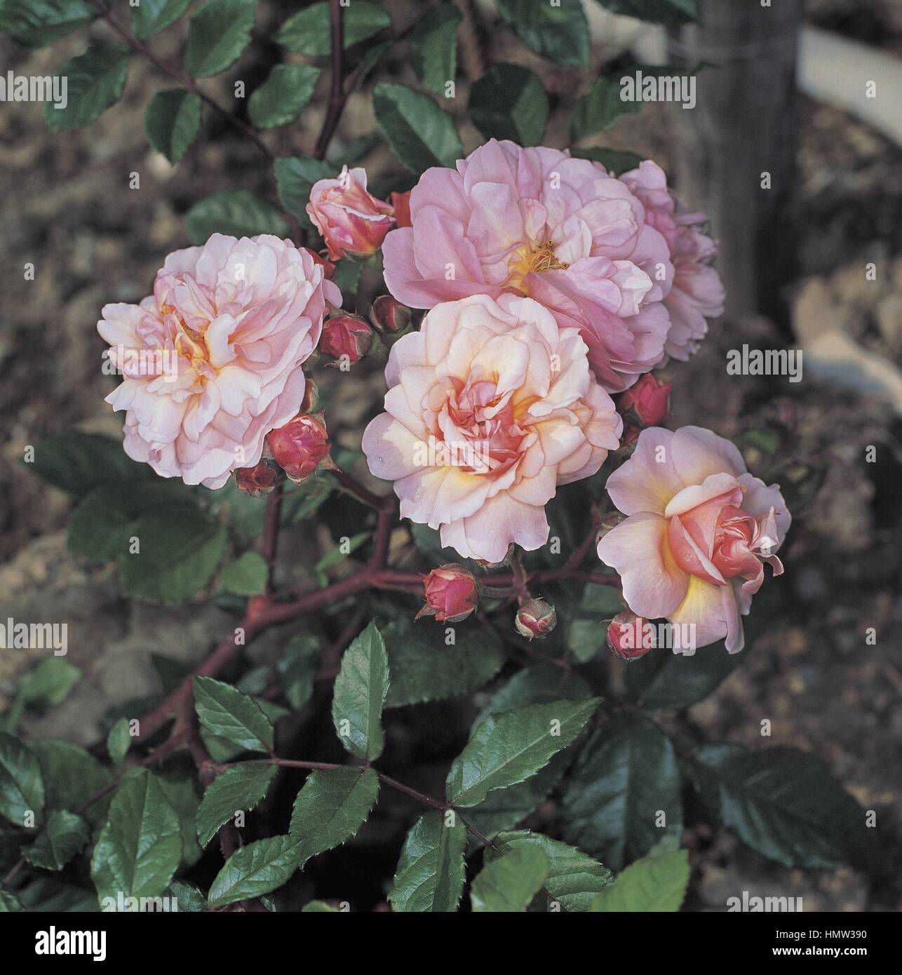 Cornelia Rose High Resolution Stock Photography and Images - Alamy