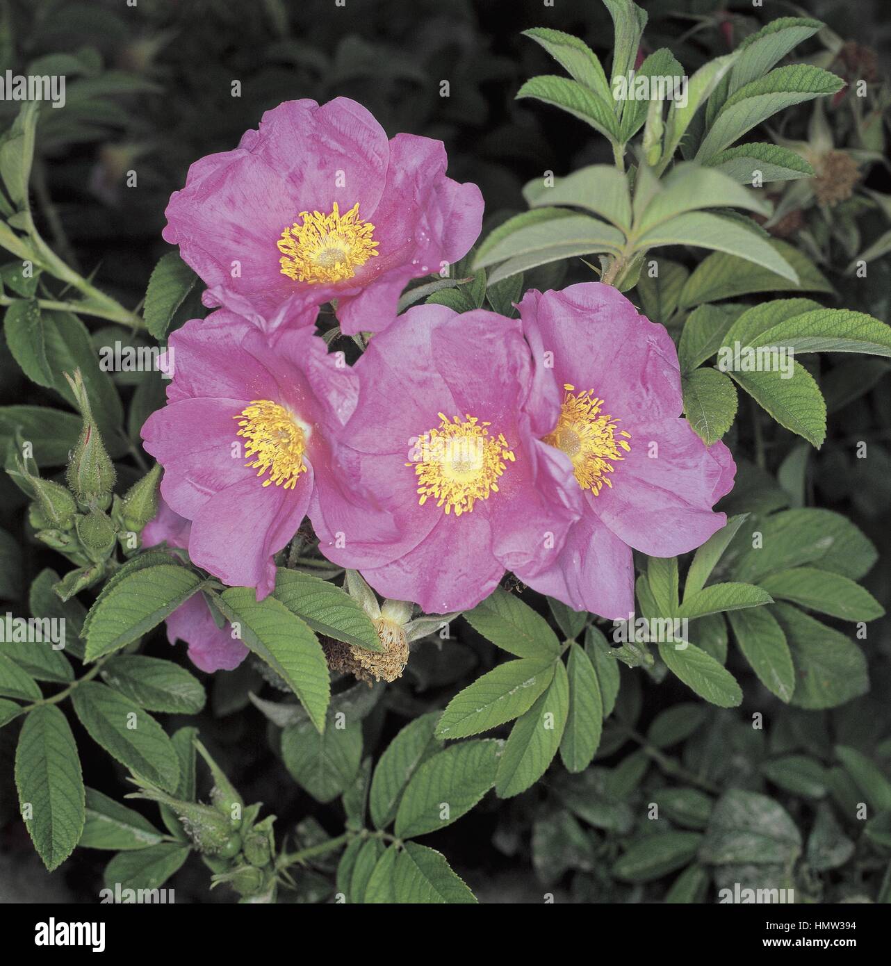 Botany - Rosaceae. Rosa calocarpa Stock Photo - Alamy