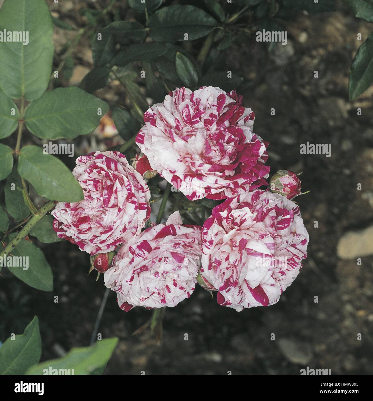 Bourbon rose hi-res stock photography and images - Alamy