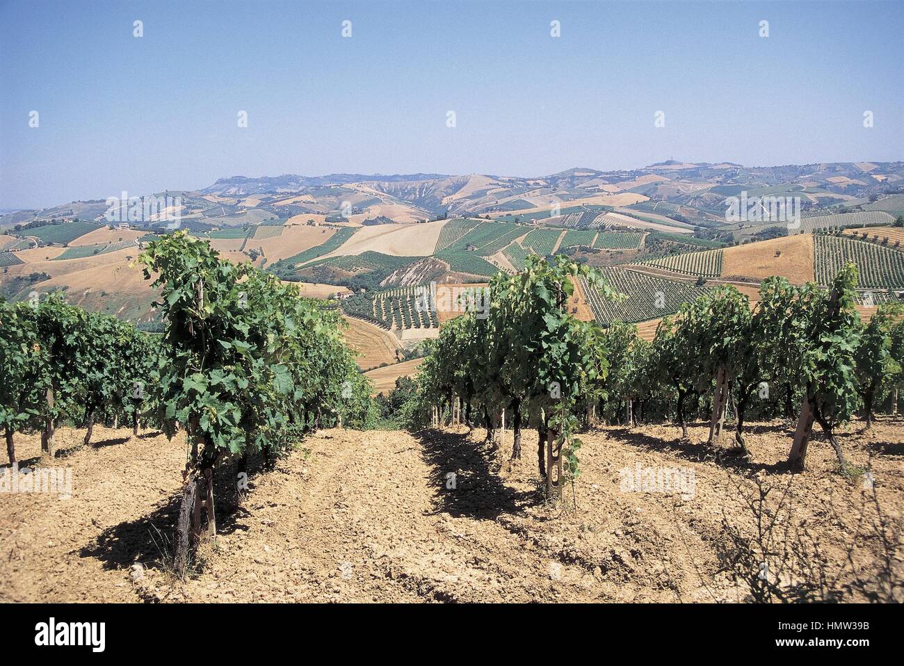 Italy marche vineyards hi-res stock photography and images - Alamy