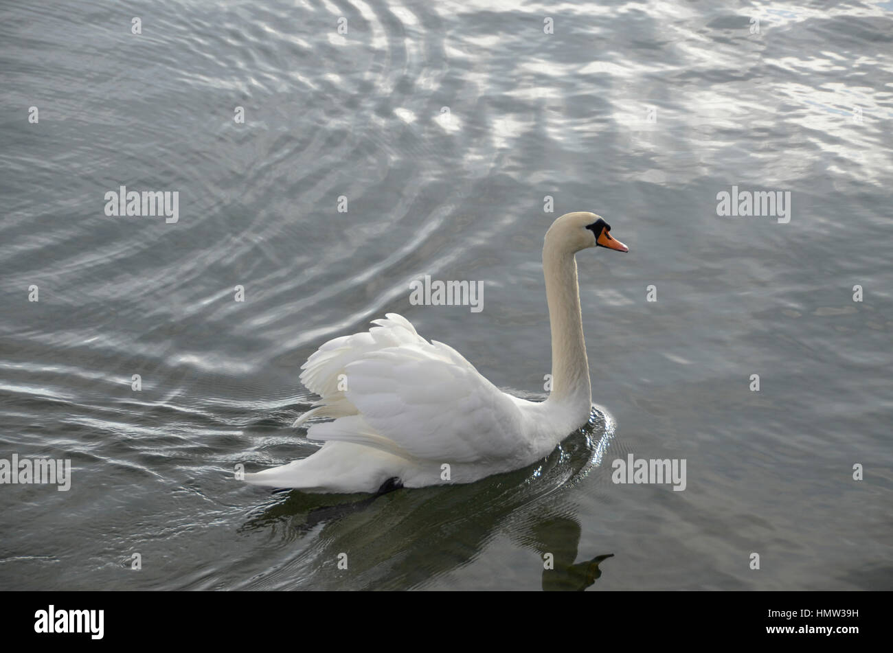 Swan in water Stock Photo - Alamy