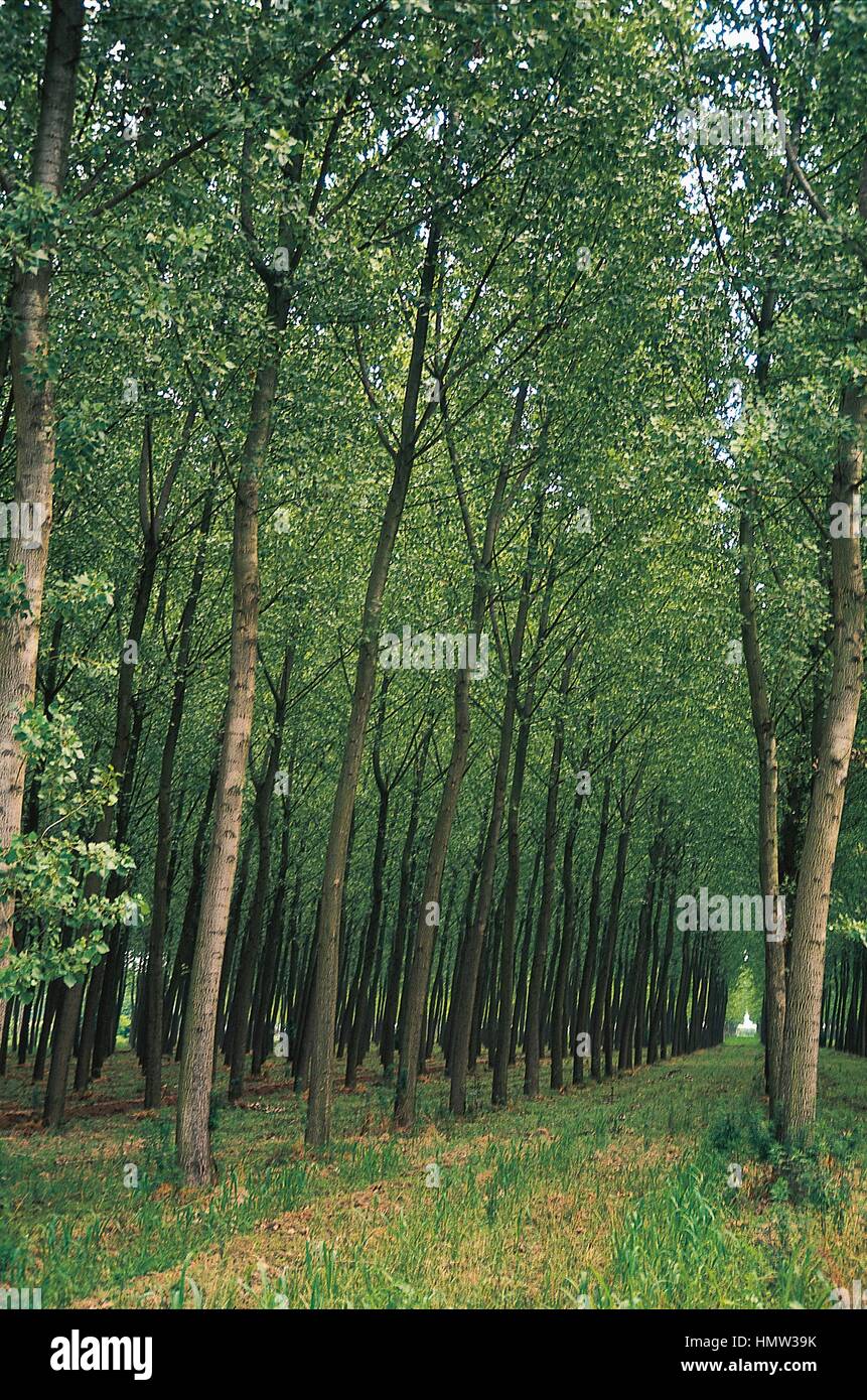 Poplar (Populus), Salicaceae. Lomellina, Lombardy, Italy Stock Photo ...