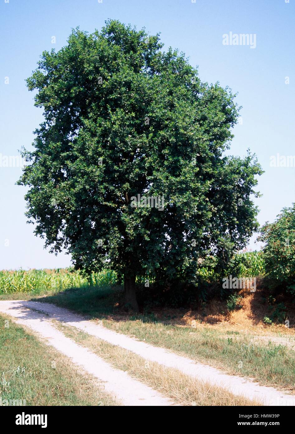 Oak (Quercus), Fagaceae Stock Photo - Alamy