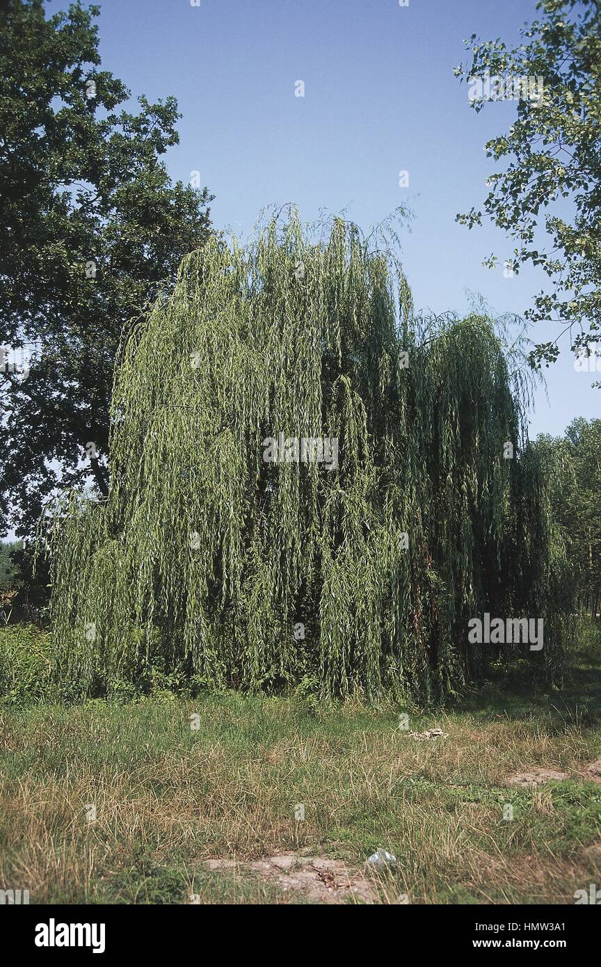 Botany - Trees - Salicaceae. Wisconsin weeping willow (Salix babylonica ...