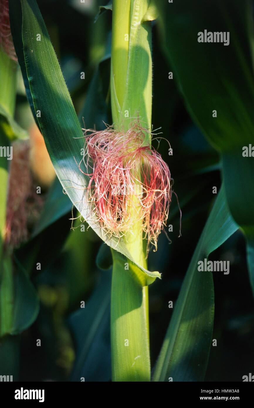 Maize or Corn female inflorescence (Zea mays), Poaceae. Detail Stock ...
