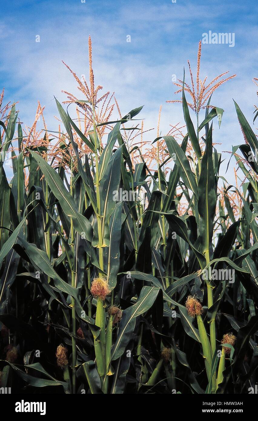 Maize or Corn with male inflorescences (Zea mays), Poaceae Stock Photo ...