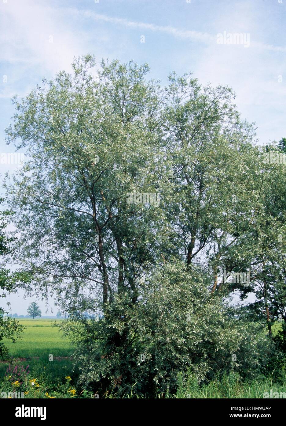 Osier Willow (Salix viminalis), Salicaceae Stock Photo - Alamy