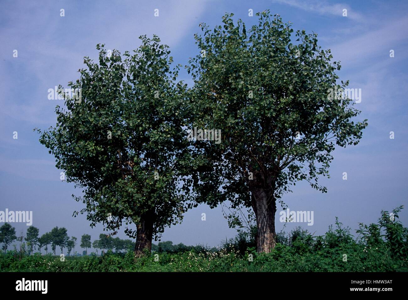 Mulberry (Morus sp), Moraceae Stock Photo - Alamy